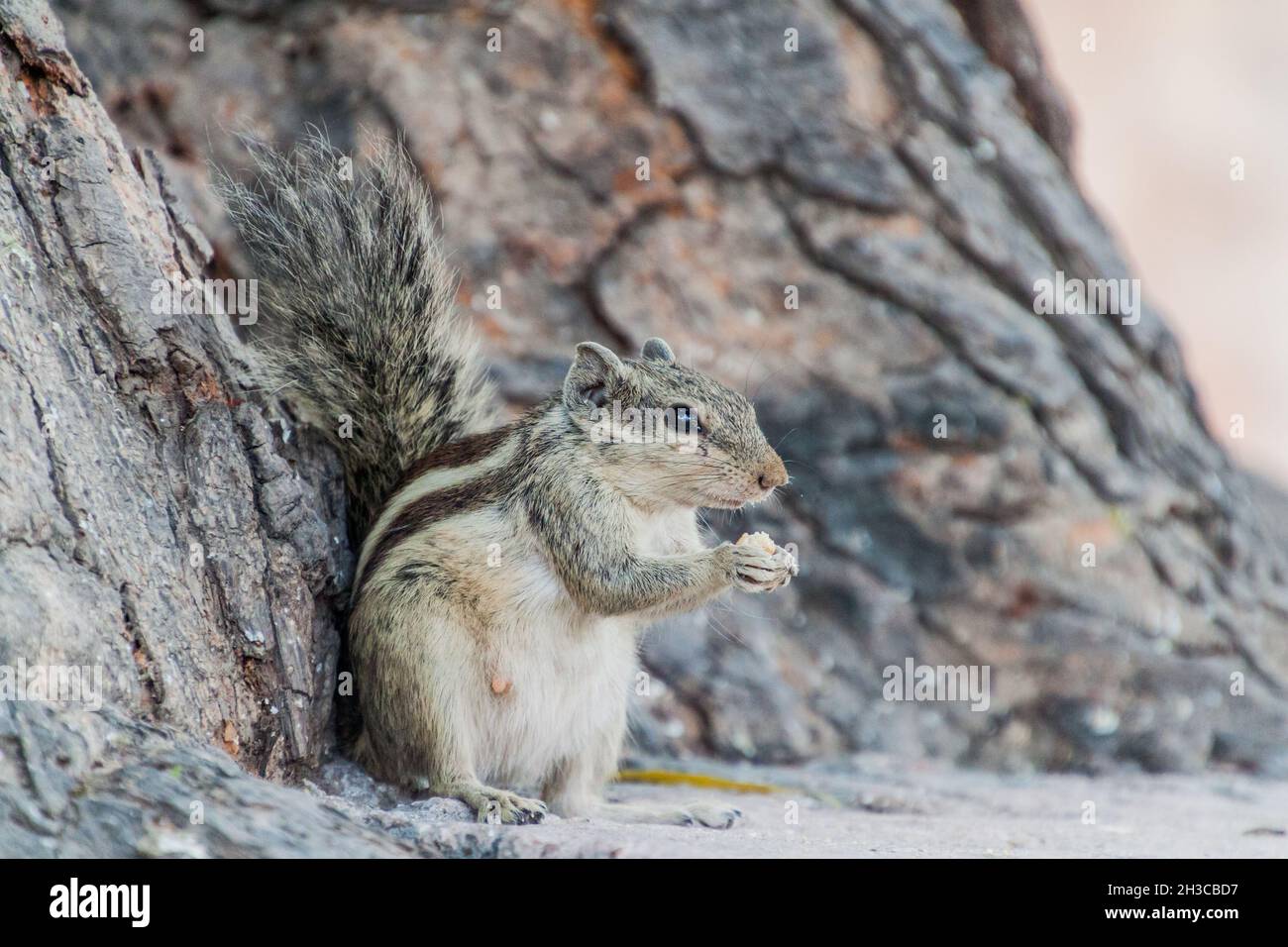 Chipmunk eating a biscuit in Delhi, India Stock Photo - Alamy