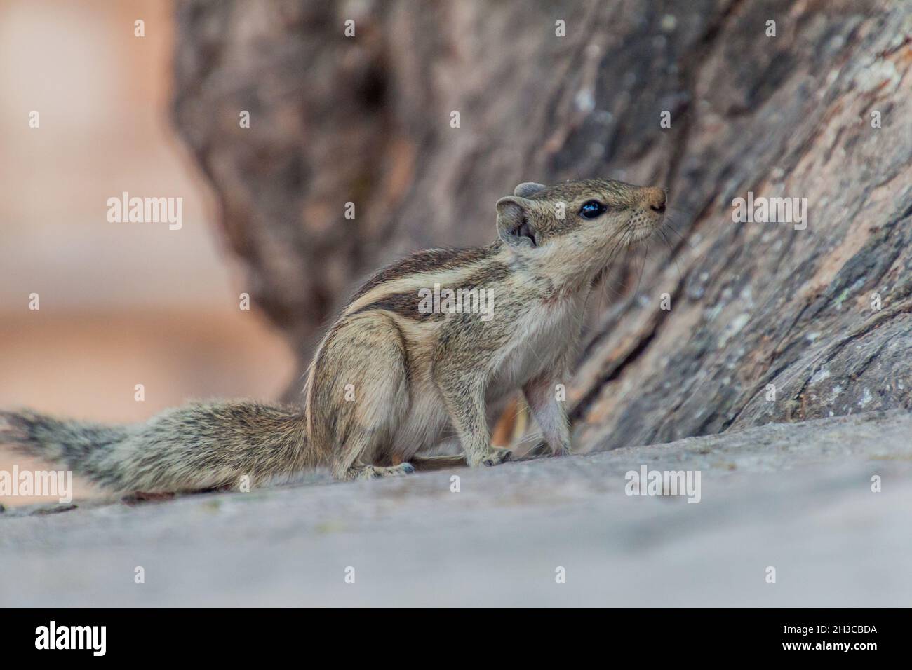 Chipmunk on a tree in Delhi, India Stock Photo - Alamy