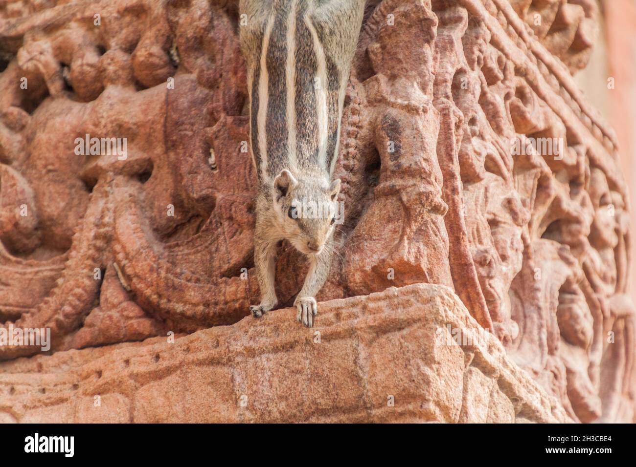 Chipmunk at decorative carvings at Qutub complex in Delhi, India Stock ...