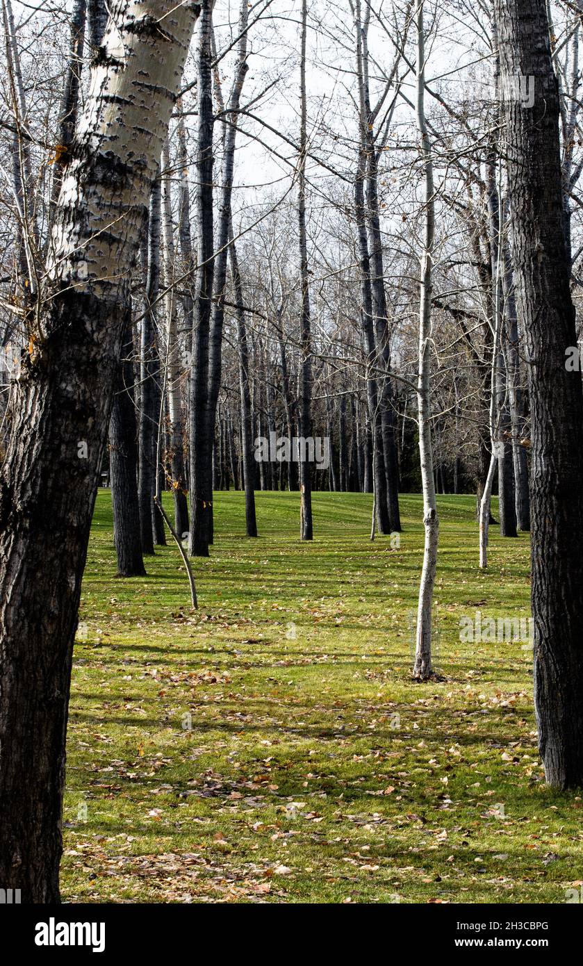Fall walk through the park Stock Photo - Alamy