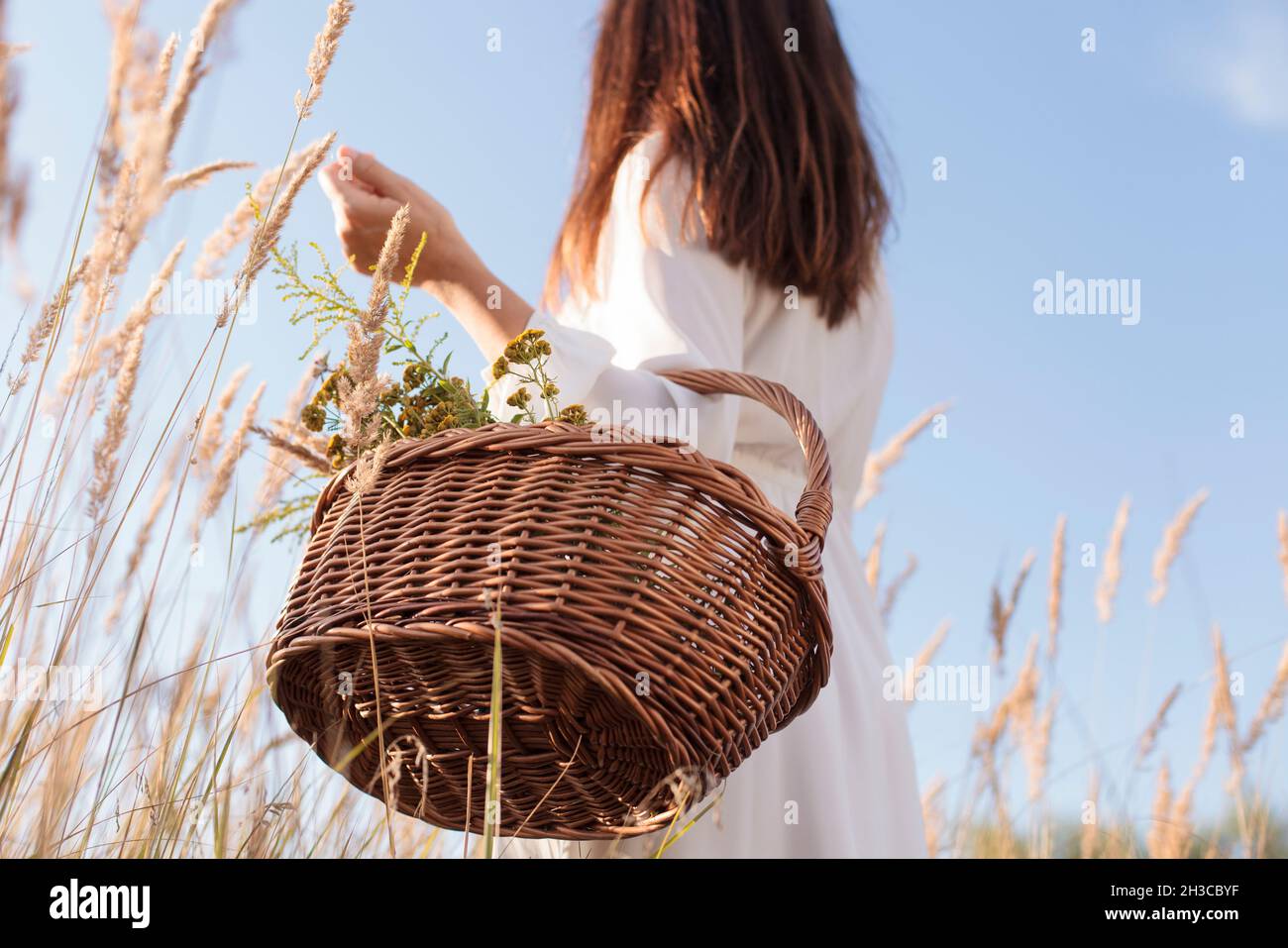 Collection of herbs, woman collecting herbs in the meadow in the basket ...