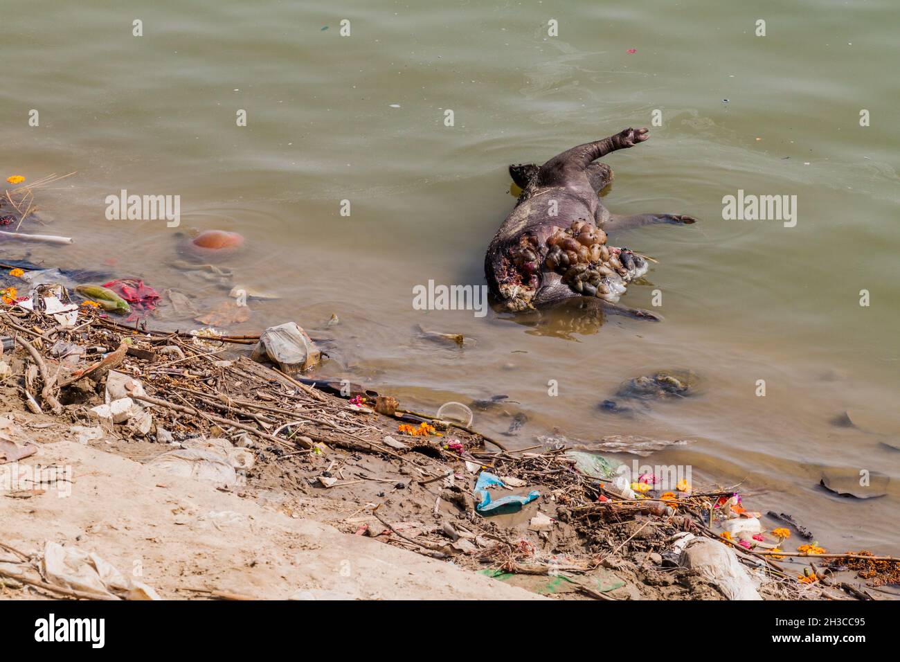 Decaying dead pig in river Ganges in Varanasi, India Stock Photo - Alamy