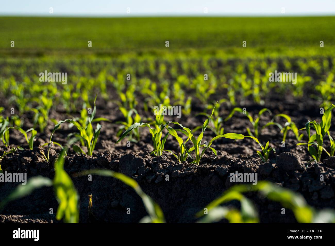 Close up seeding maize plant, Green young corn maize plants growing ...