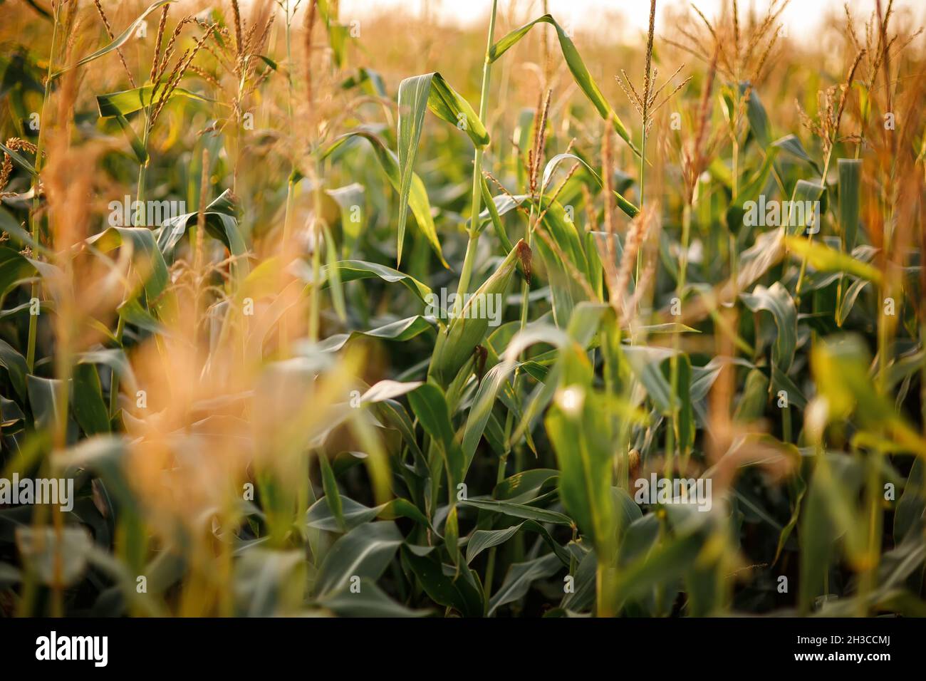 Land planted with corn. Cornfield. Agricultural cultivation. Green ...