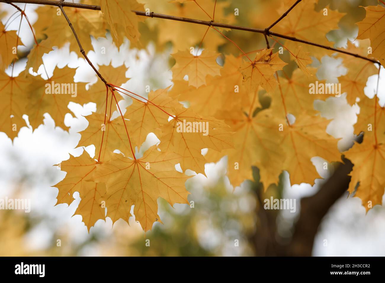 Golden leaves leaves hi-res stock photography and images - Alamy