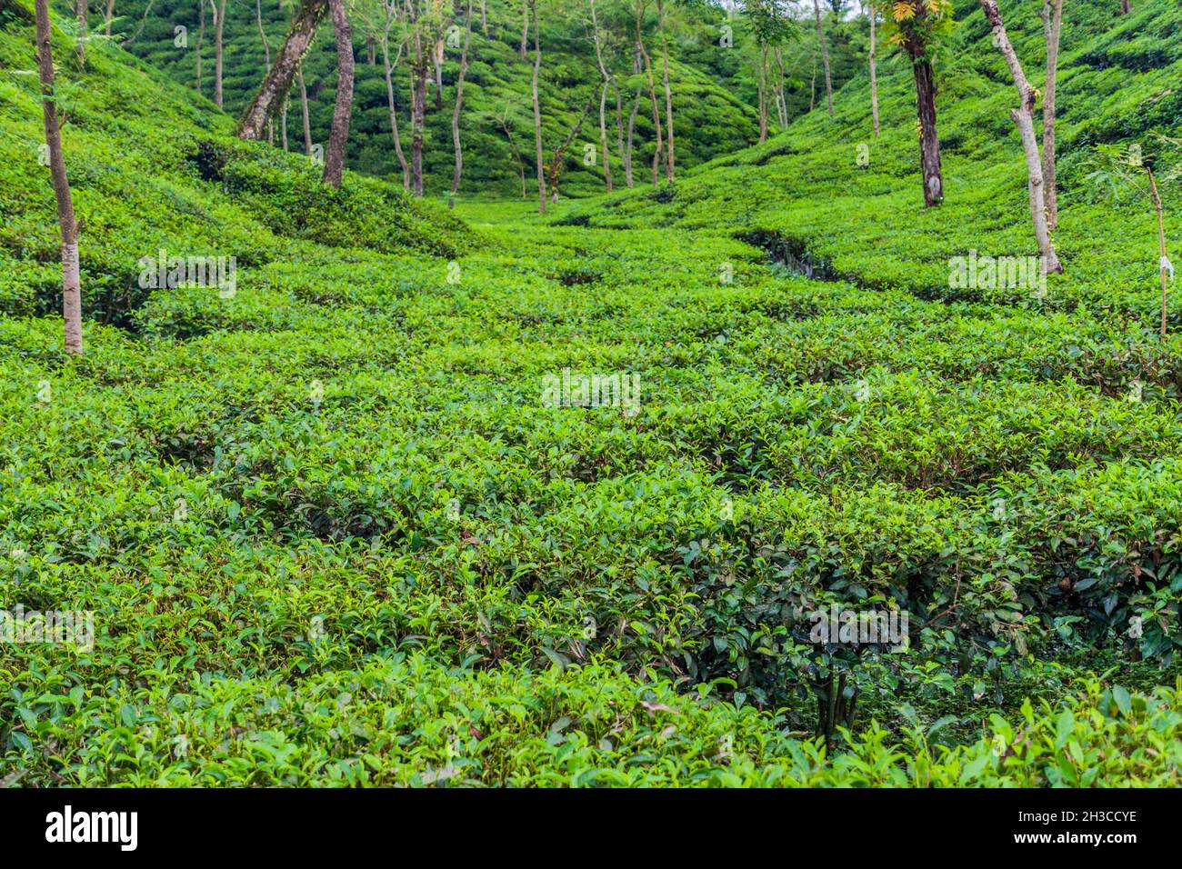 Tea gardens of bangladesh hi-res stock photography and images - Alamy