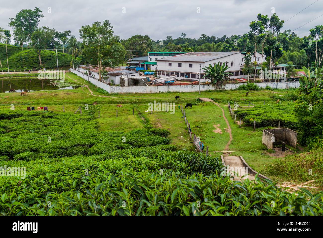 Sylhet bangladesh tea hi-res stock photography and images - Alamy