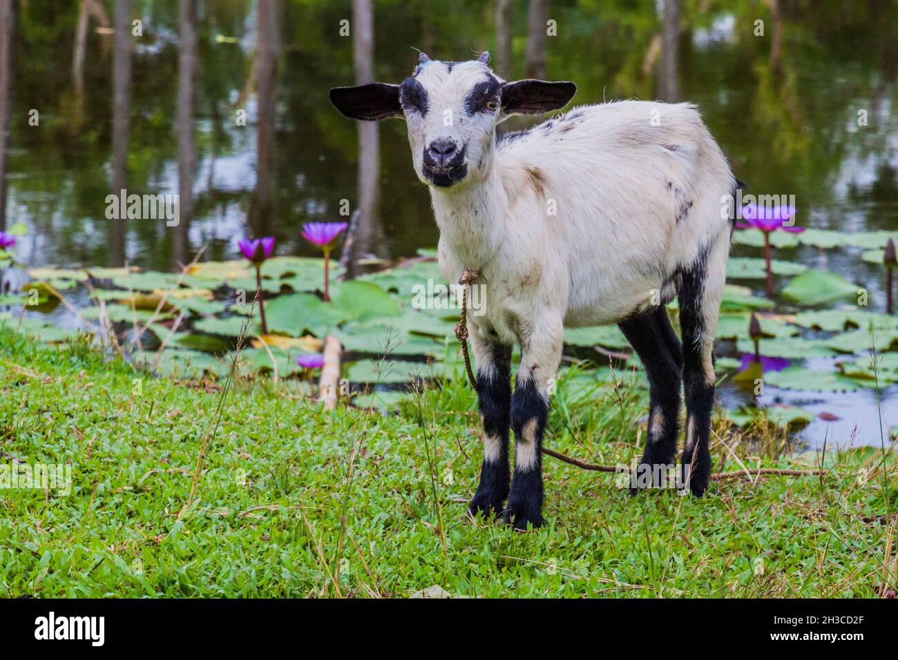 Goat and a lotus pond near Srimangal, Bangladesh Stock Photo - Alamy