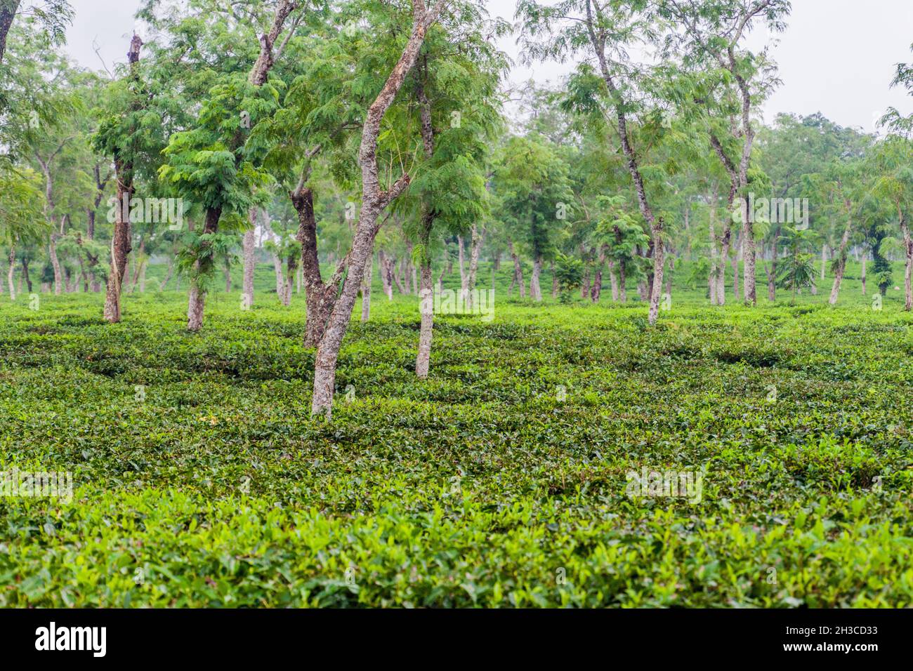 Tea gardens near Srimangal, Bangladesh Stock Photo - Alamy