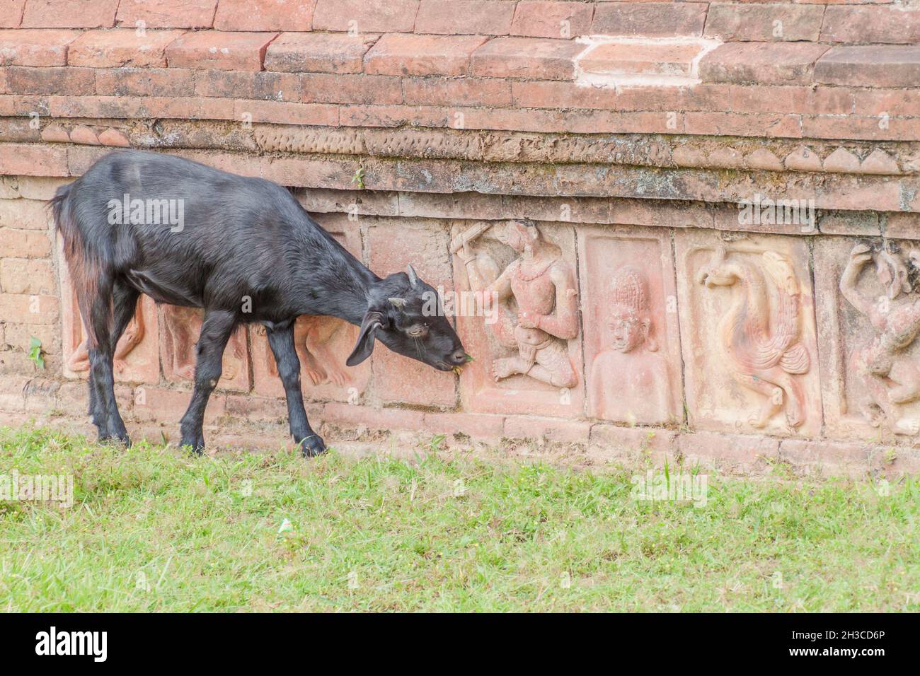 Goat and Somapuri Vihara Somapura Mahavihara , ruins of Buddhist ...