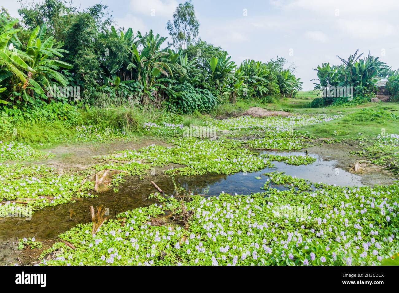 Landscape of a char sandbank island in Jamuna river, Bangladesh Stock ...