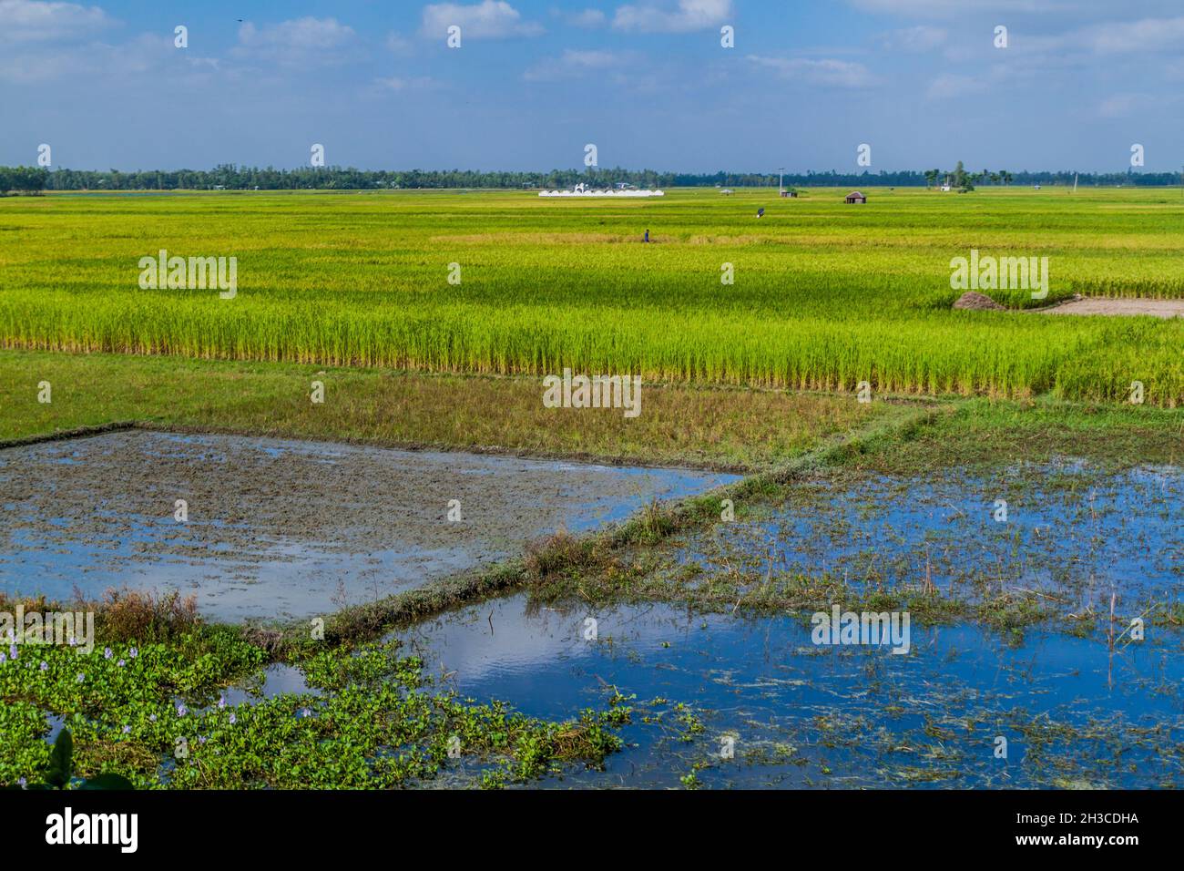 Rice fields near Bogra, Bangladesh Stock Photo - Alamy