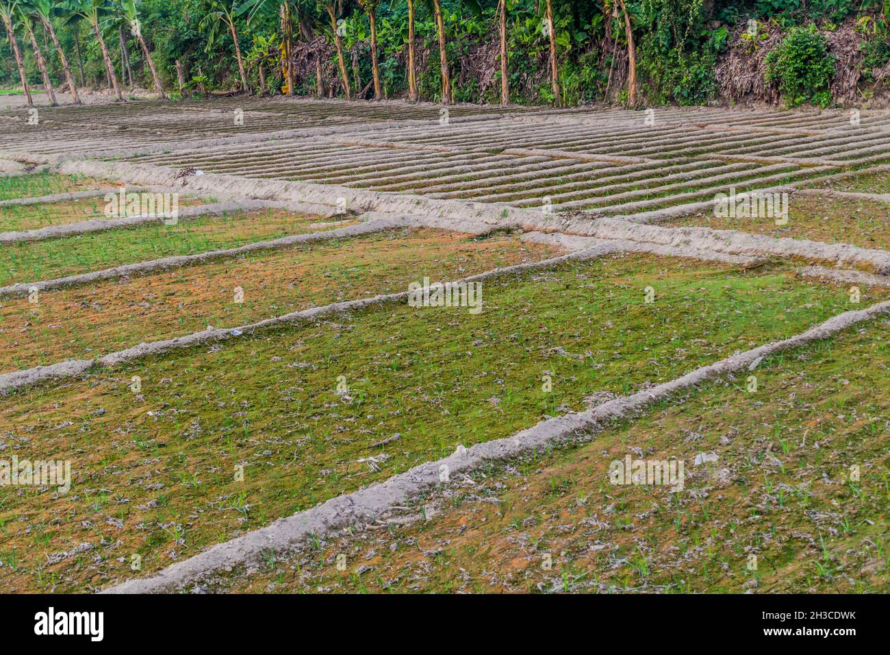 Fields in Kantanagar near Dinajpur, Bangladesh Stock Photo - Alamy