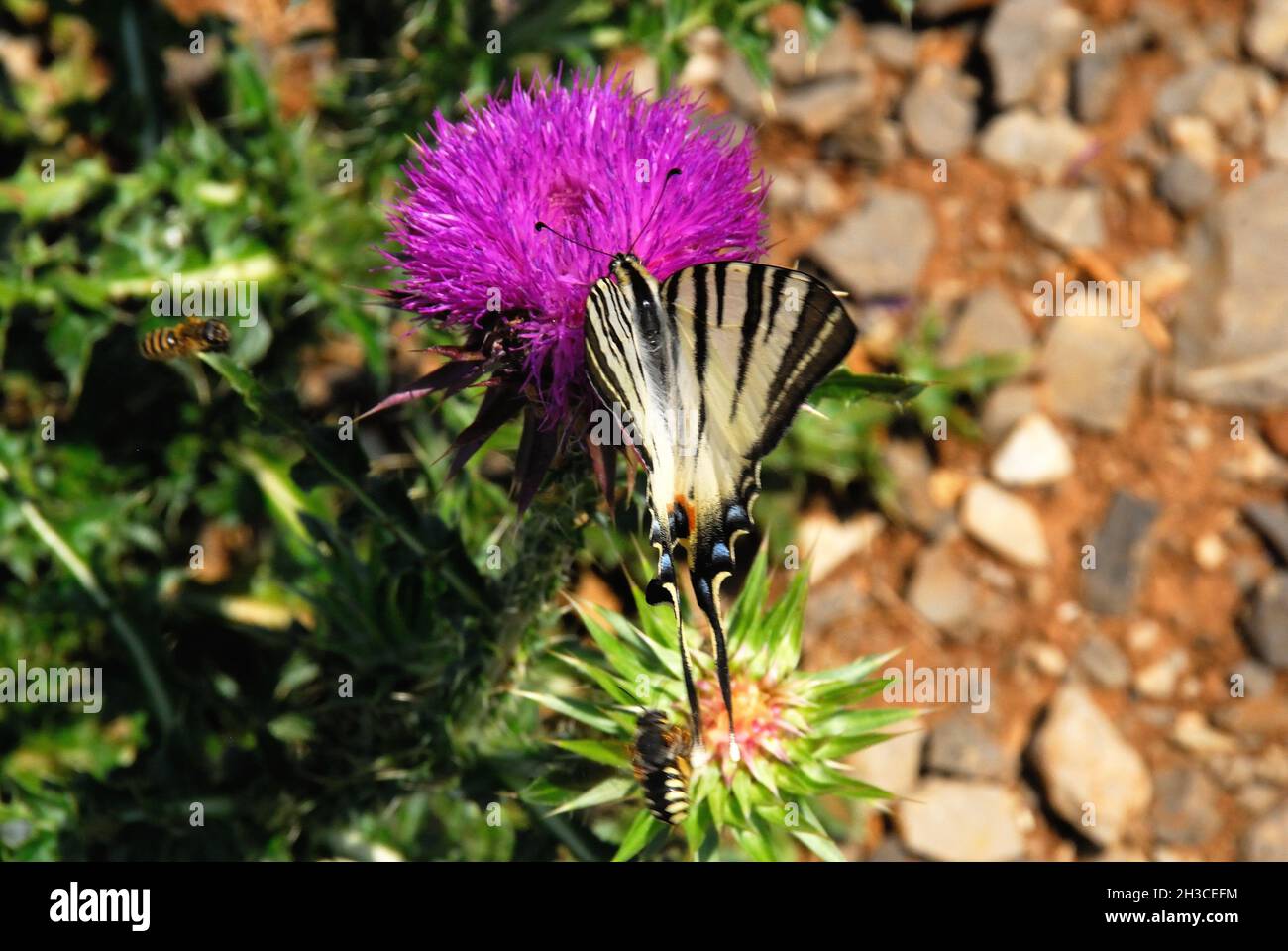 Gorganus swallowtail hi-res stock photography and images - Alamy