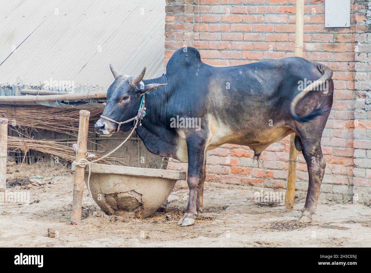 Buffalo dung hi-res stock photography and images - Alamy