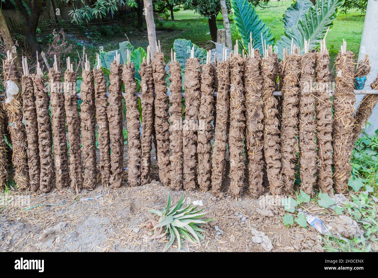 Cow dung bangladesh hi-res stock photography and images - Alamy
