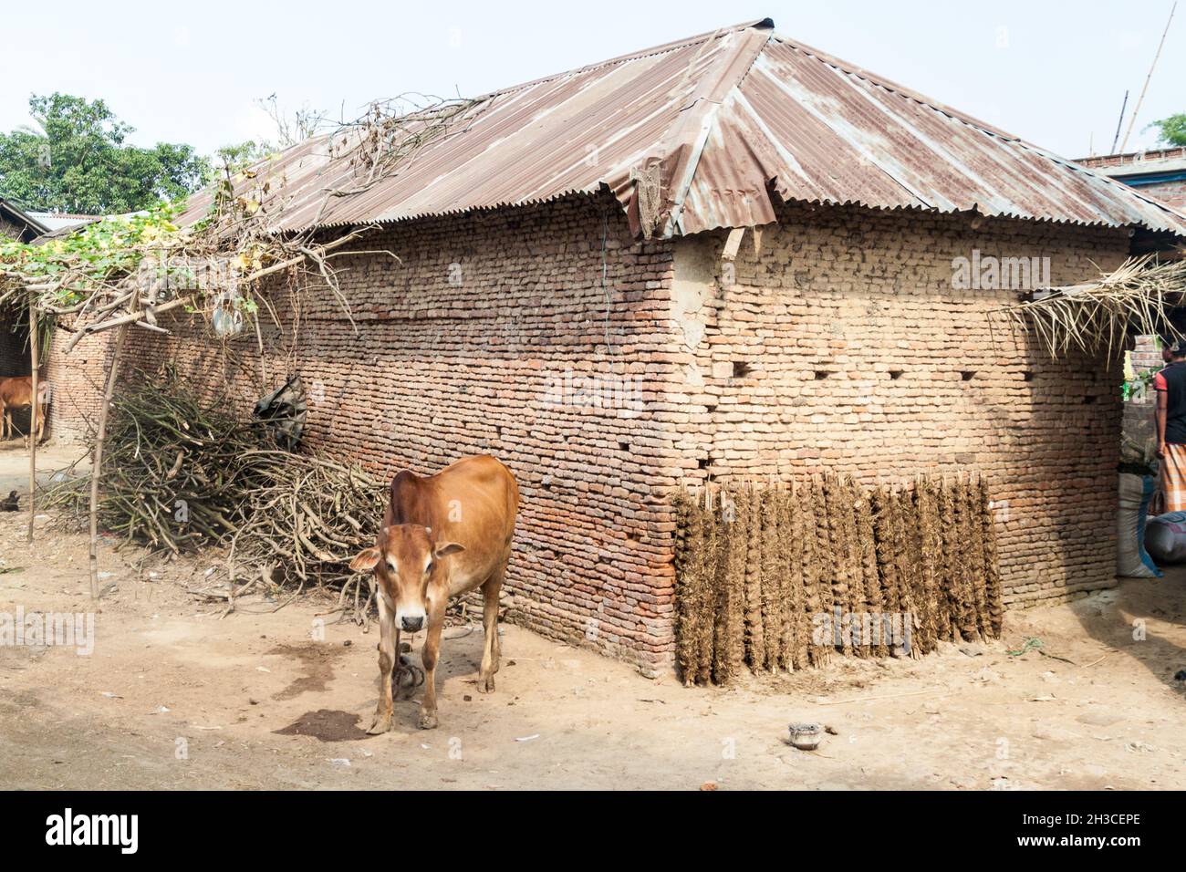 Bangladesh cows hi-res stock photography and images - Alamy