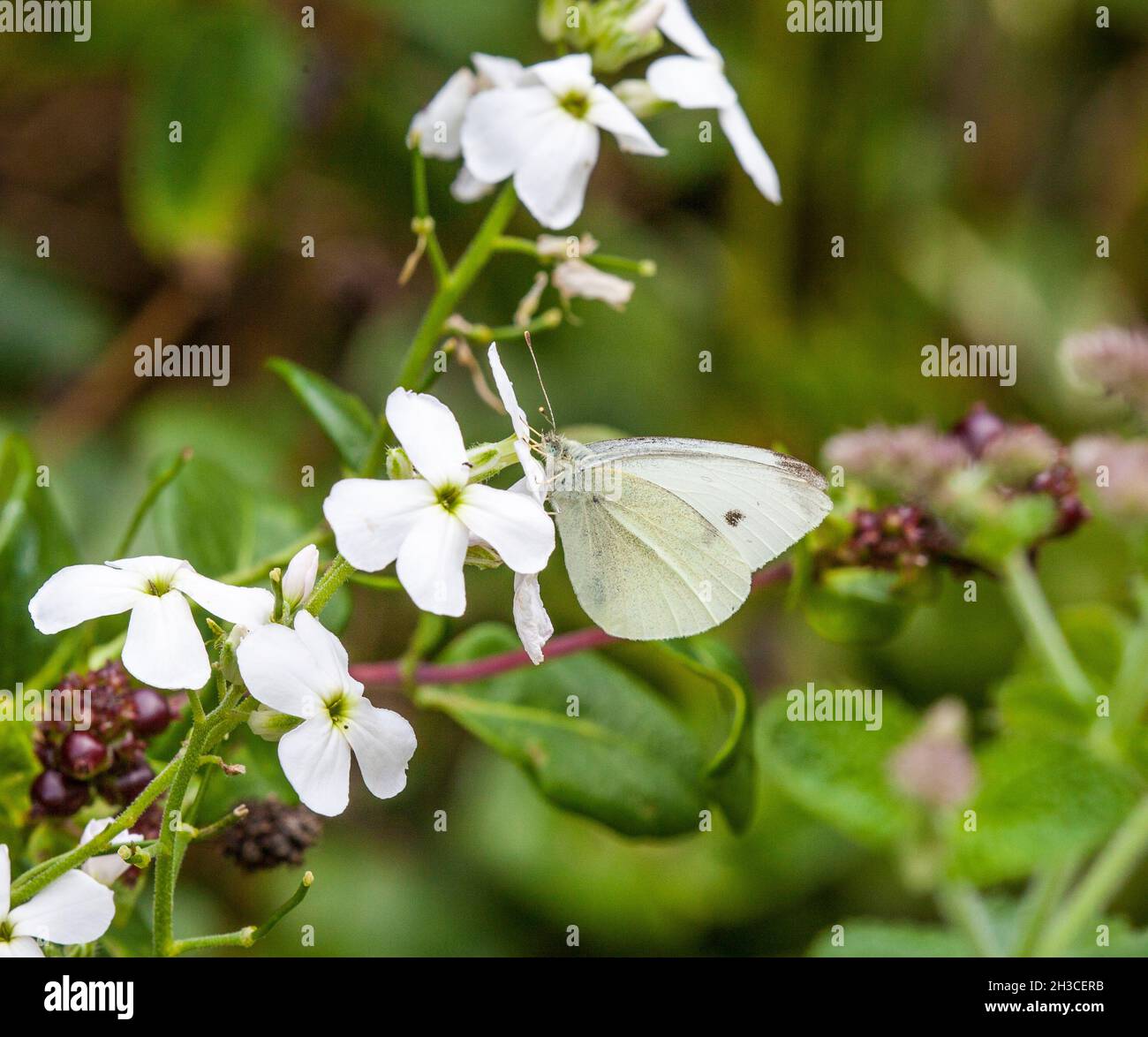 Small white butterfly Pieris rapae on white flowerhead Stock Photo - Alamy