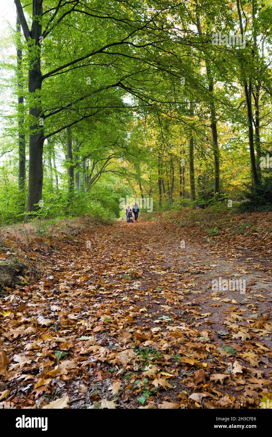 People walking on a bridleway through a typical woodland in Sherwood ...