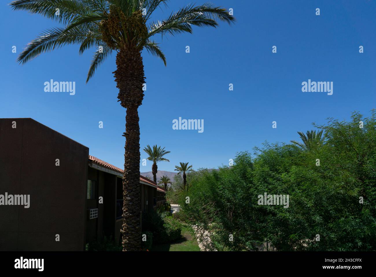 Trees shade courtyard hi-res stock photography and images - Alamy