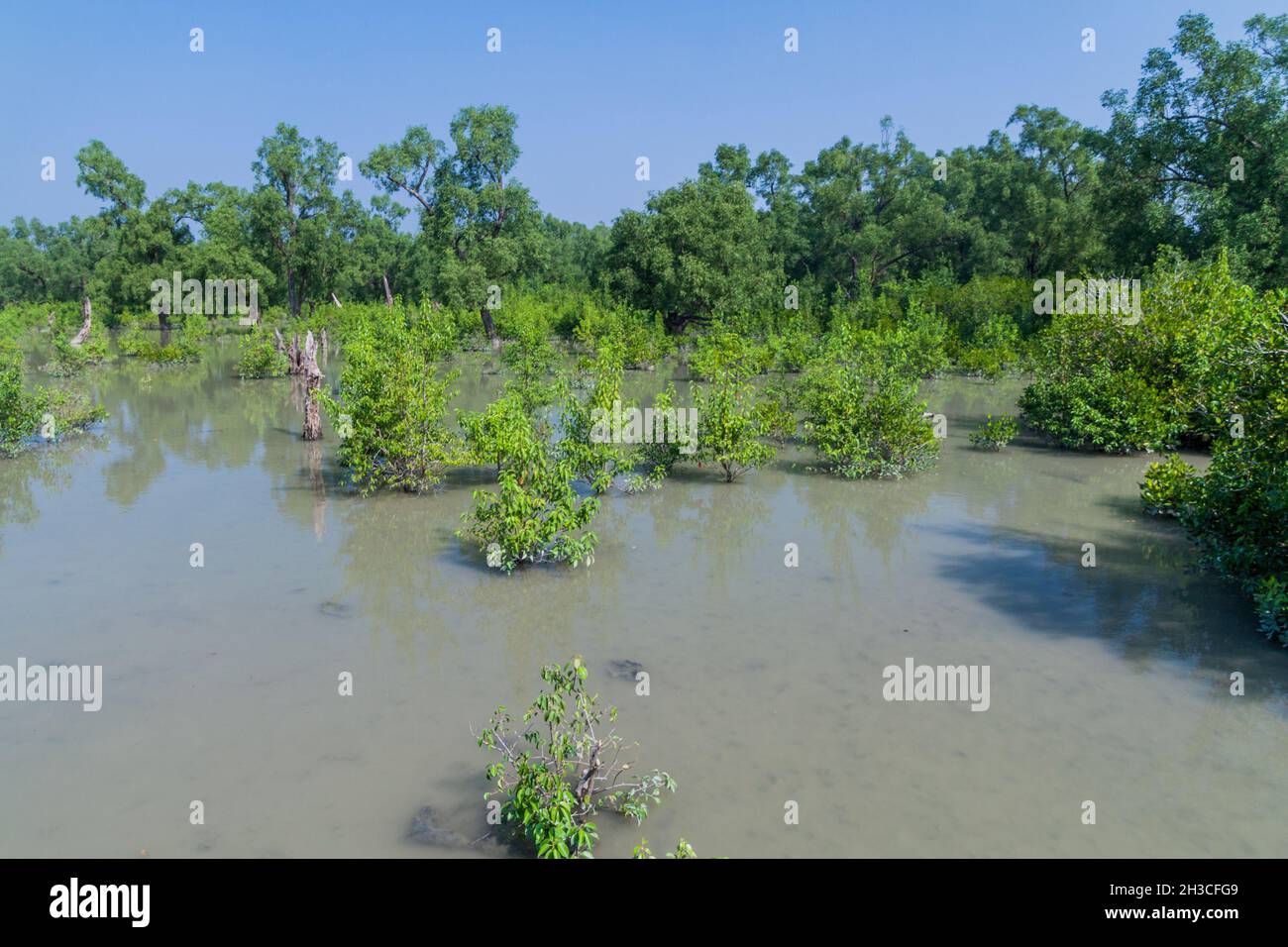 Flooded forest at Hiron Point in Sundarbans, Bangladesh Stock Photo - Alamy