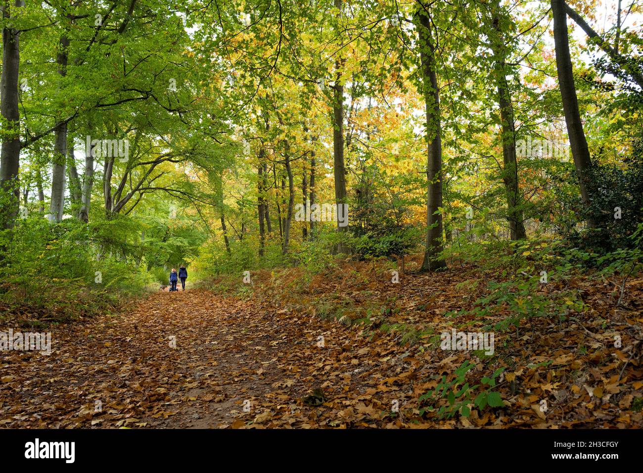 People walking on a bridleway through a typical woodland in Sherwood ...