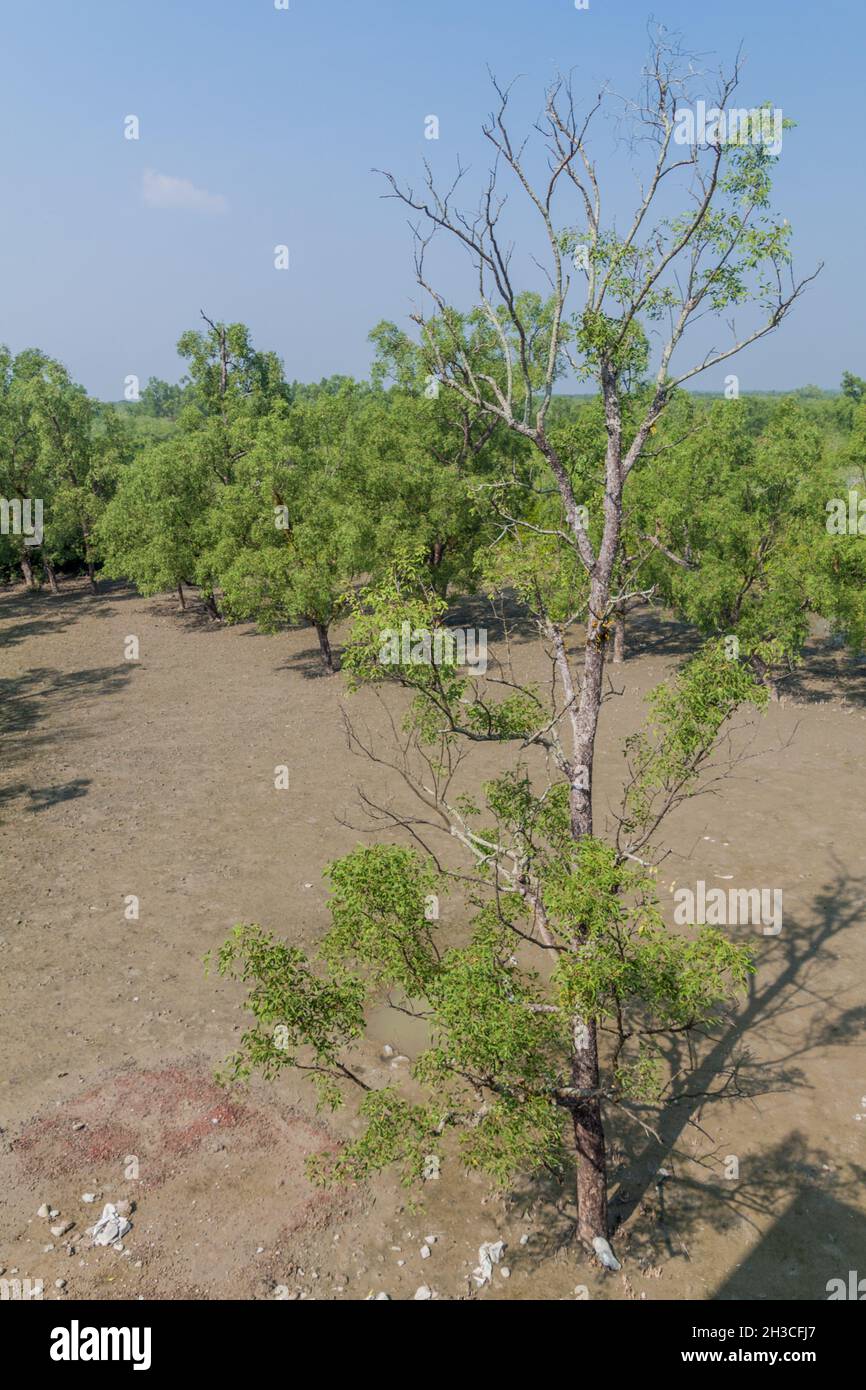 Swampy mangrove forest at Hiron Point in Sundarbans, Bangladesh Stock ...
