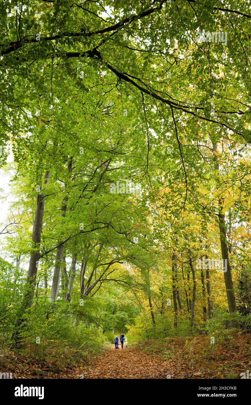 People walking on a bridleway through a typical woodland in Sherwood ...