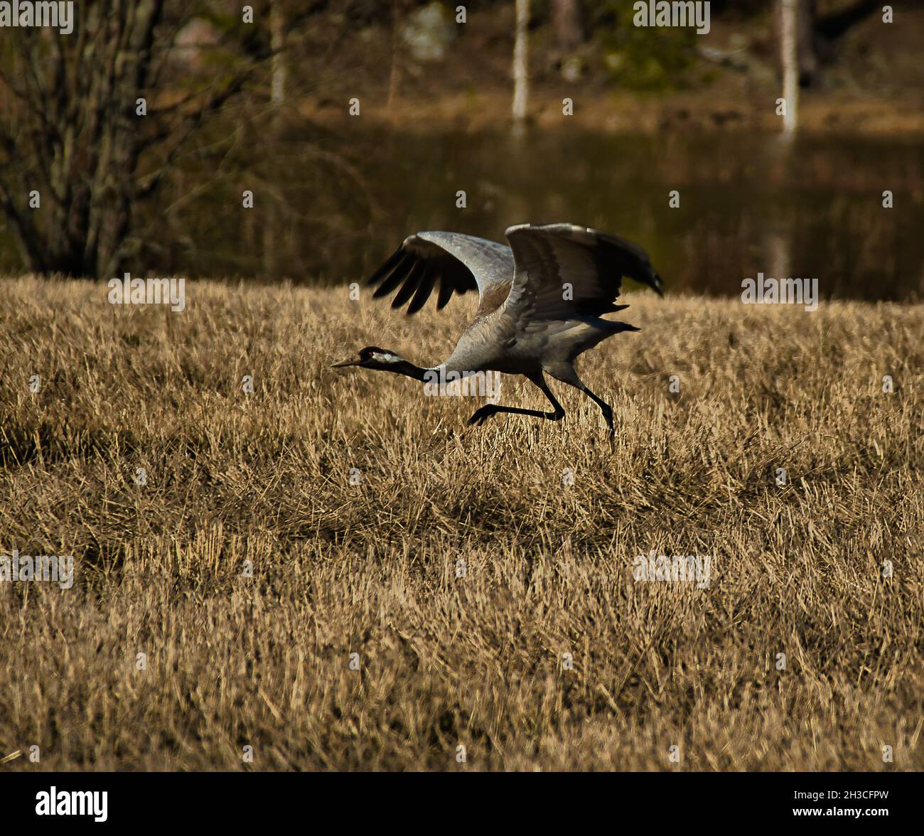 Common crane flying above a field covered in the grass under the ...