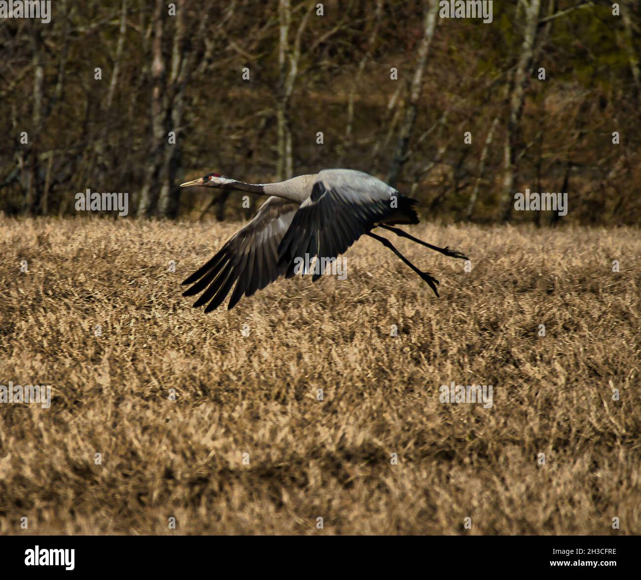 Common crane flying above a field covered in the grass under the ...