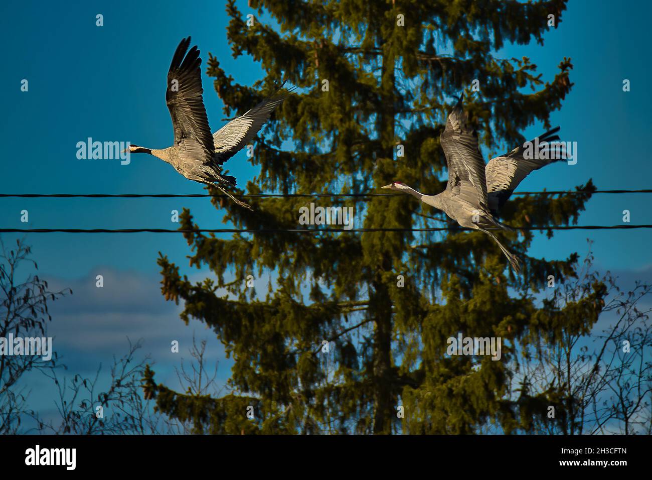 Common cranes flying abovea field under the sunlight and a blue sky ...