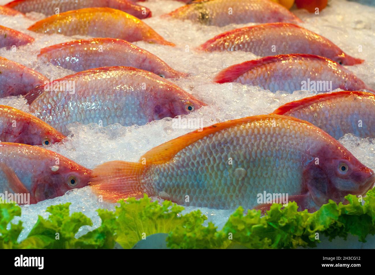 Red Snapper for sale at the famous night market in Hua Hin, Thailand ...