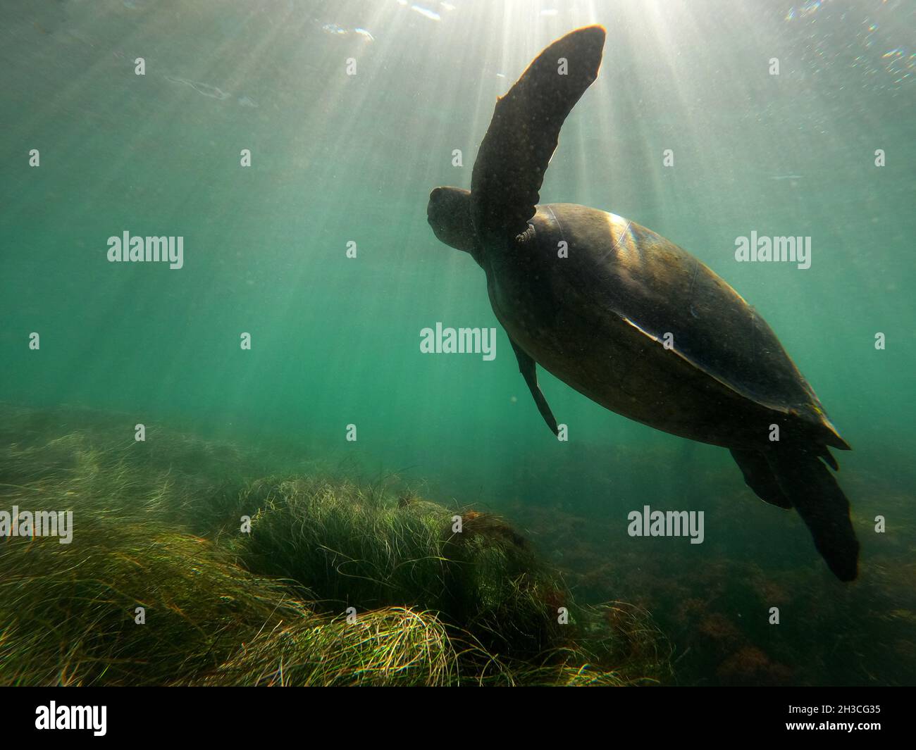 San Diego, California, USA. 20th Oct, 2021. An East Pacific green sea ...