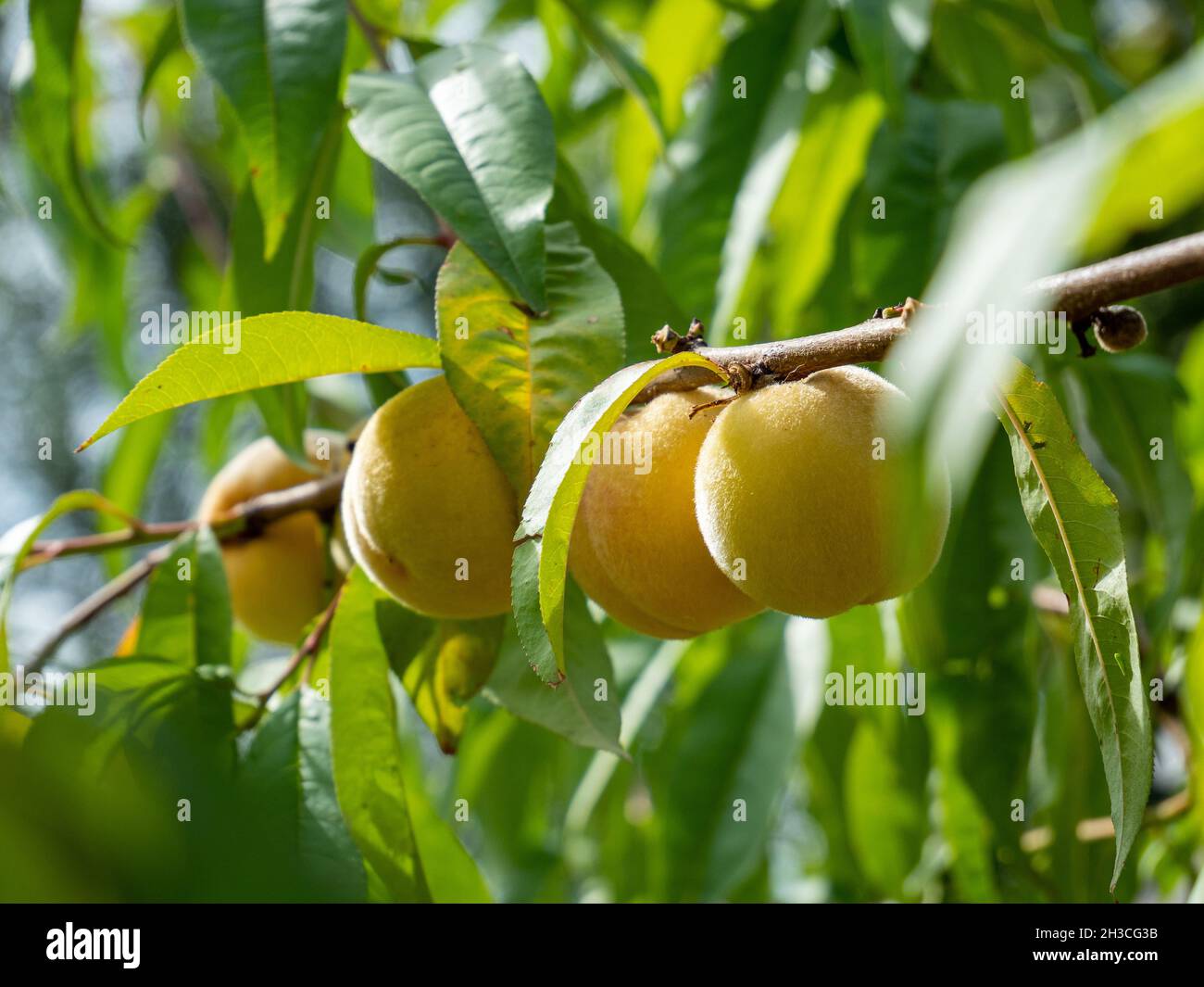 Closeup of fruits ripening on a peach tree Stock Photo - Alamy