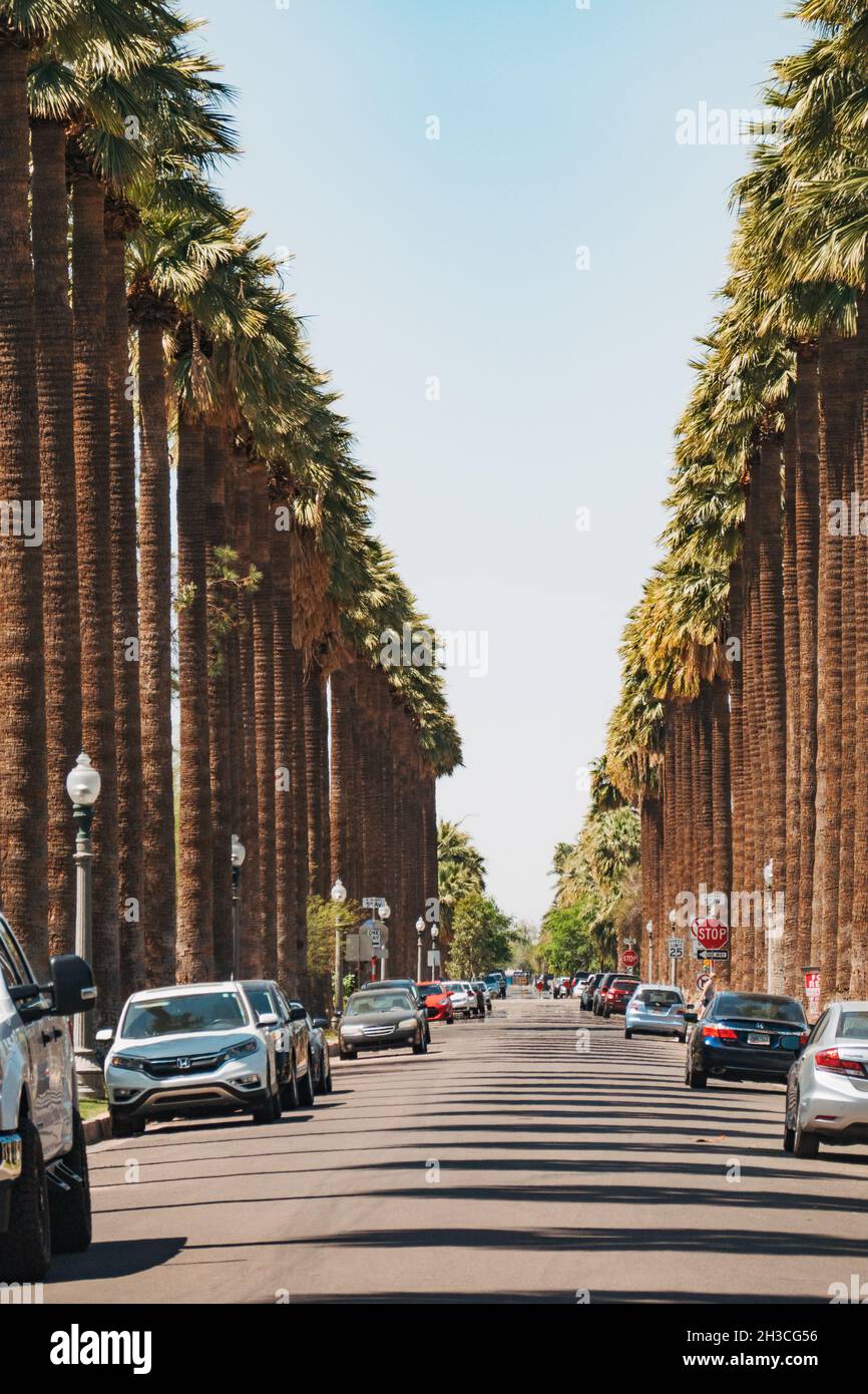 palm trees line the sides of Portland Street in Phoenix, Arizona Stock ...