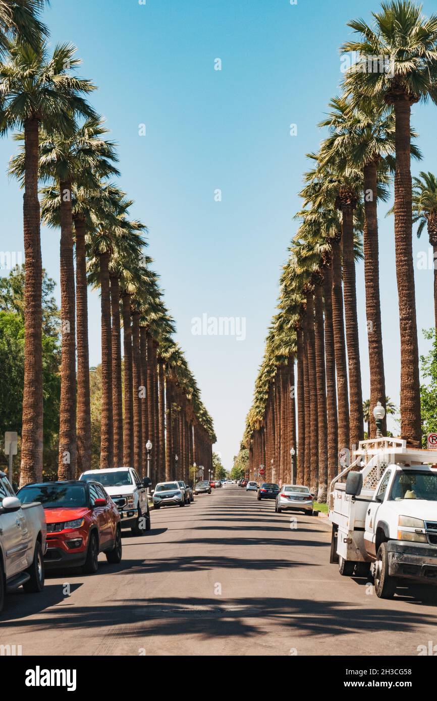 palm trees line the sides of Portland Street in Phoenix, Arizona Stock ...