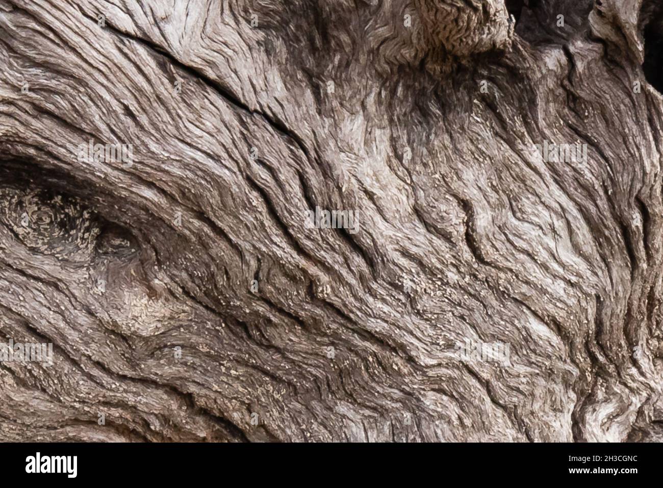 Use as a background of weathered wood with a lot of texture and ...
