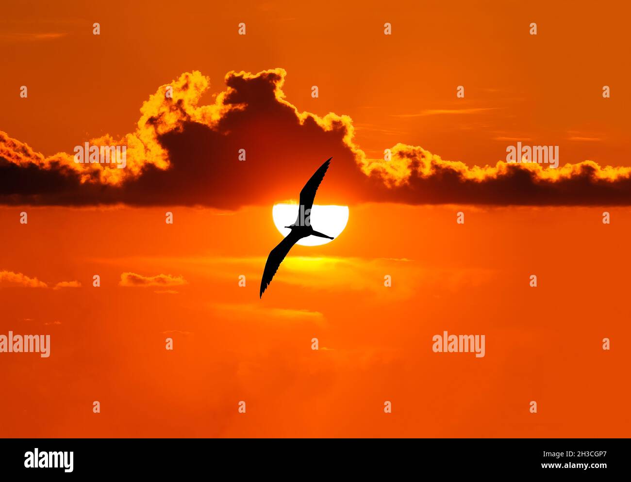 A Silhouette Of A Bird Is Flying Past The White Glowing Sun With Wings ...