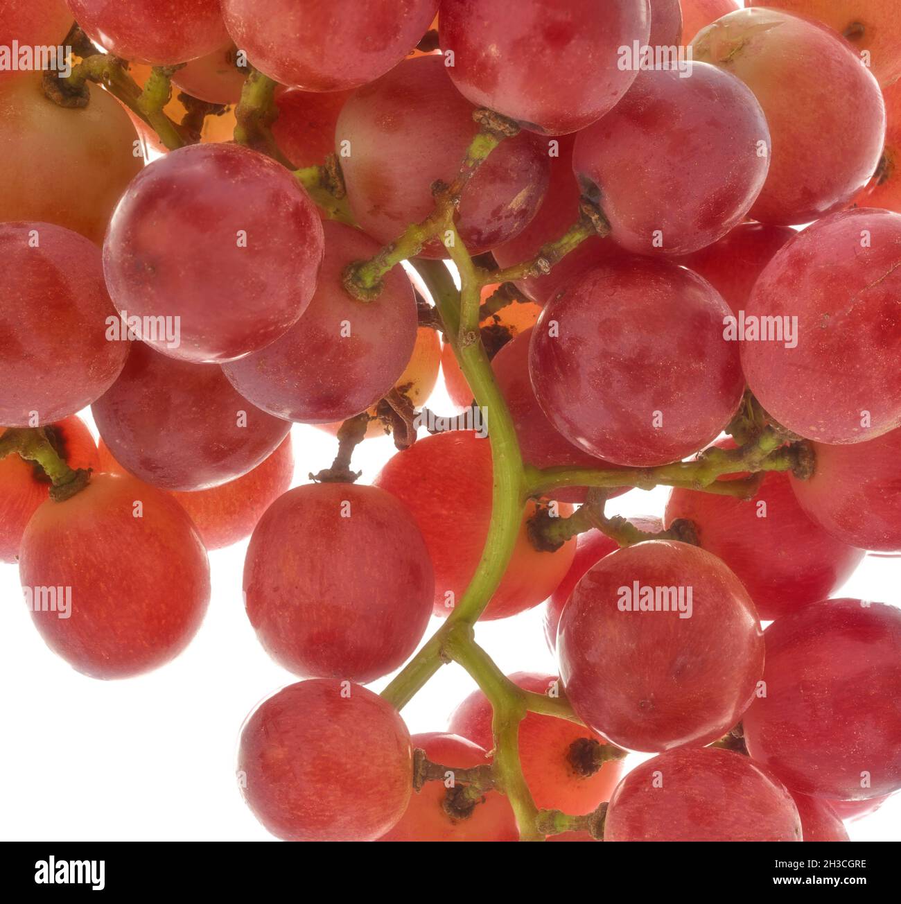 Grapes food still-life on plain background Stock Photo - Alamy