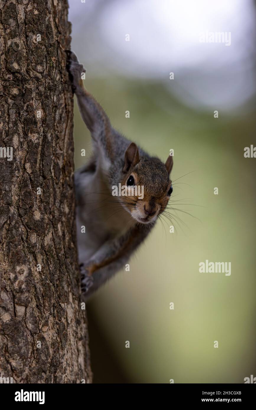 Baby grey squirrel uk hi-res stock photography and images - Alamy