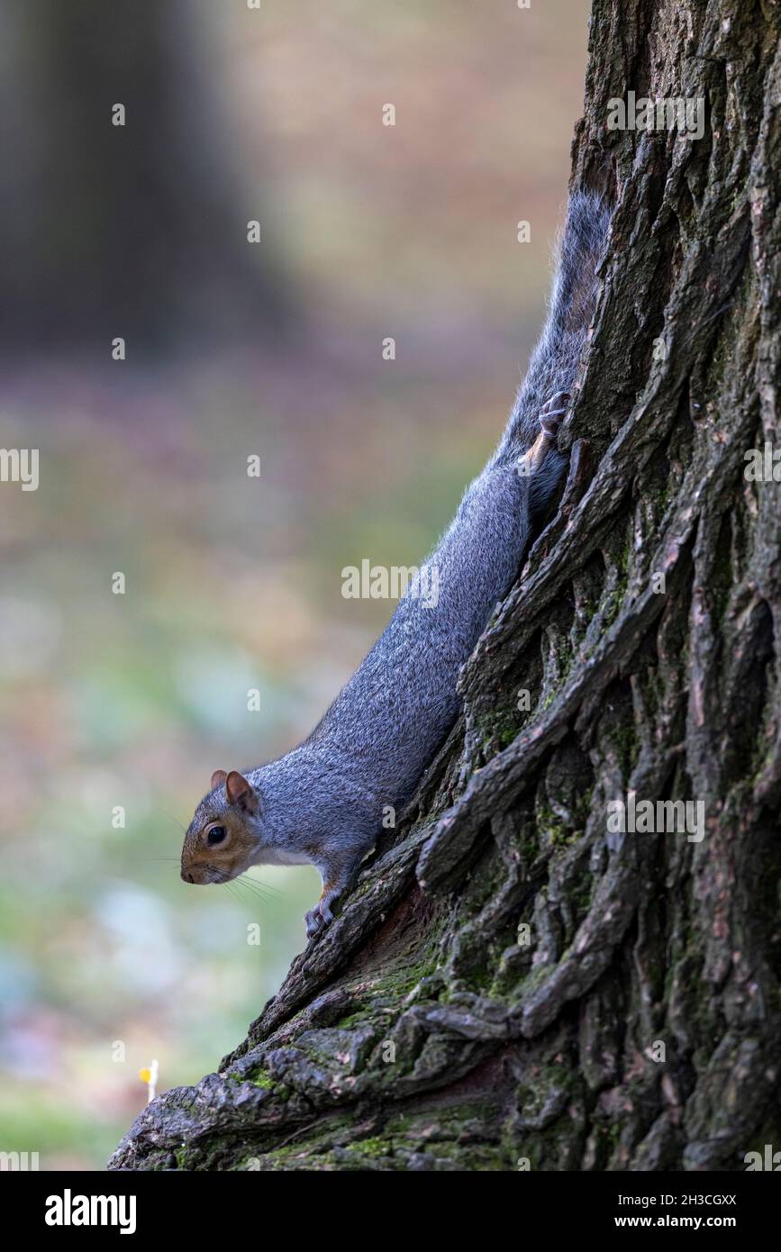 Grey_squirrel hi-res stock photography and images - Alamy