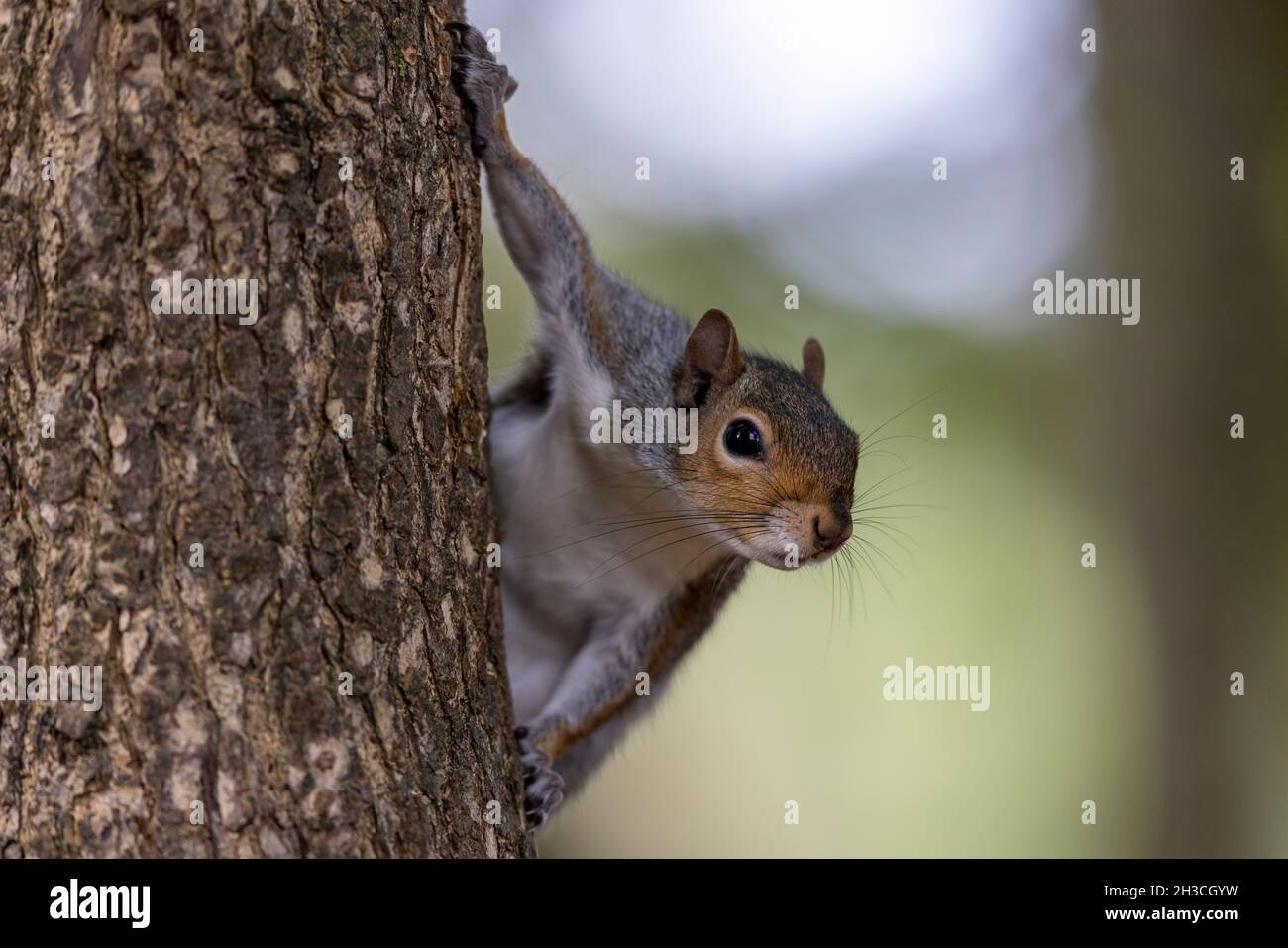 Squirrels uk hi-res stock photography and images - Alamy