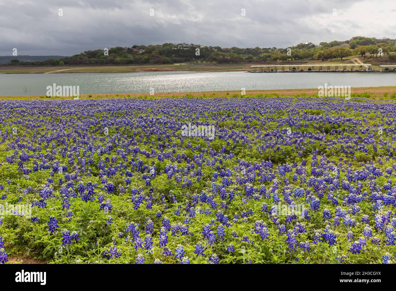 Bluebonnets on Lake Travis Austin Texas Stock Photo - Alamy