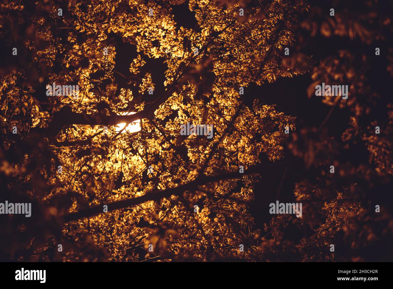 A street light behind the leaves of a tree shining in yellow Stock ...