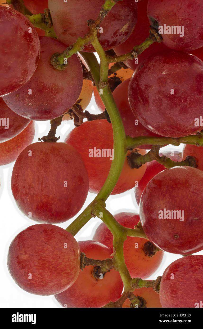 Grapes food still-life on plain background Stock Photo - Alamy