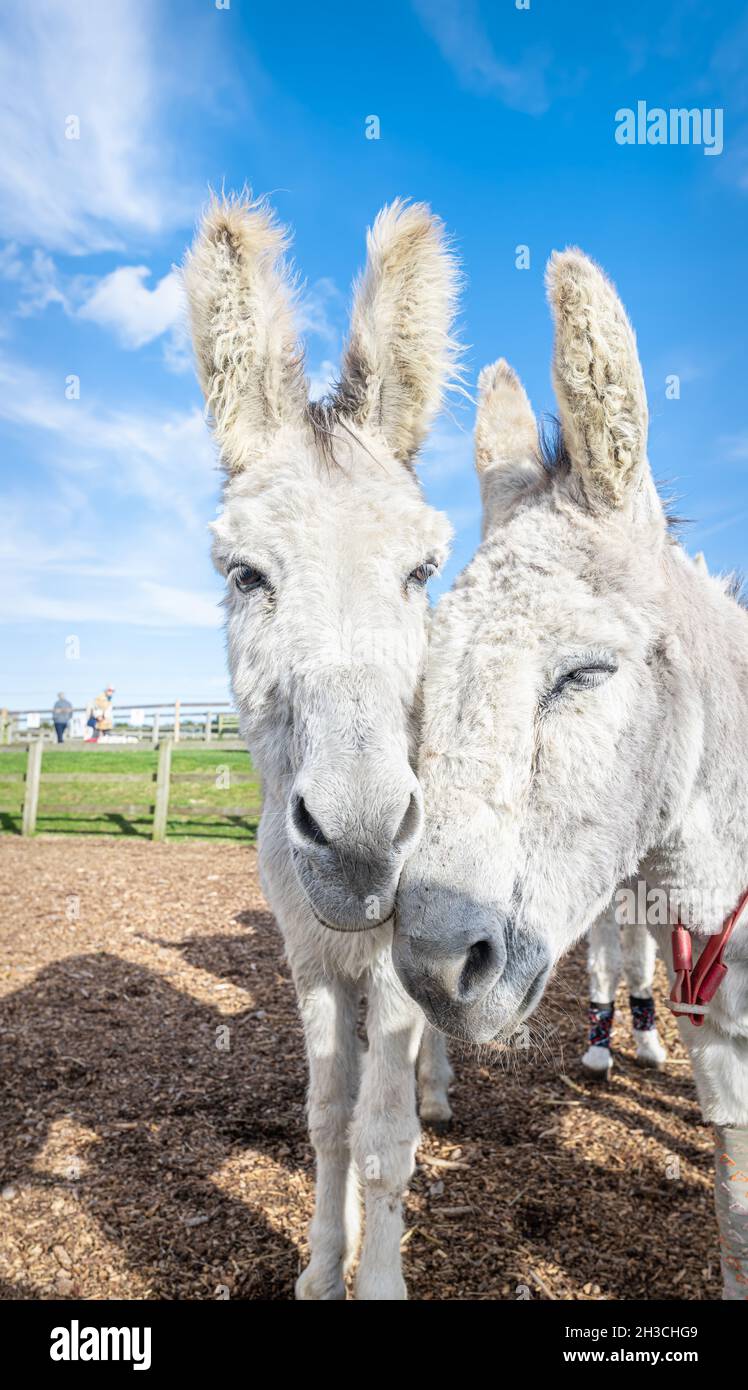 Donkeys at a Donkey rescue Centre on the isle of Wight Stock Photo - Alamy