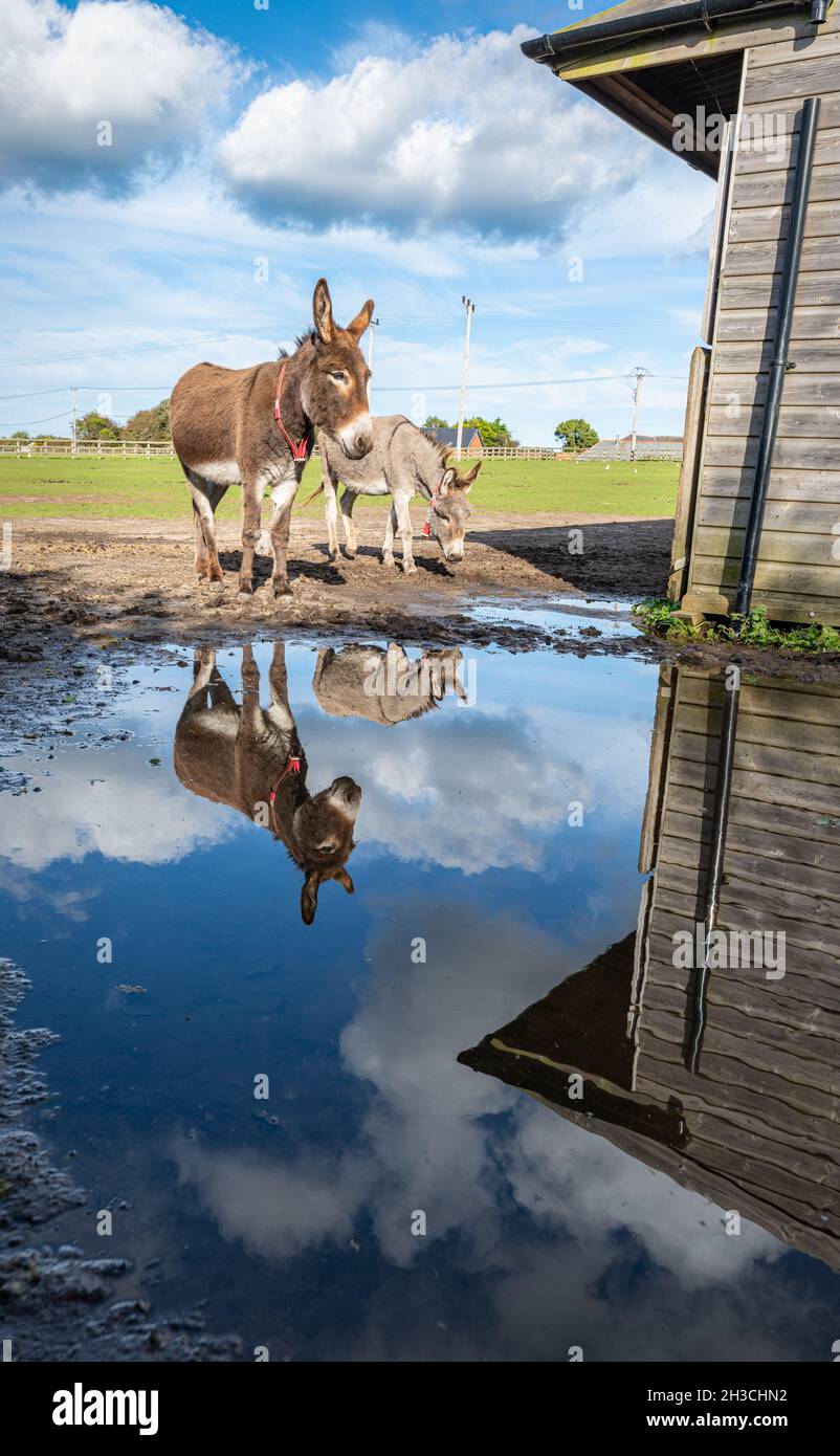 Donkeys at a Donkey rescue Centre on the isle of Wight Stock Photo - Alamy