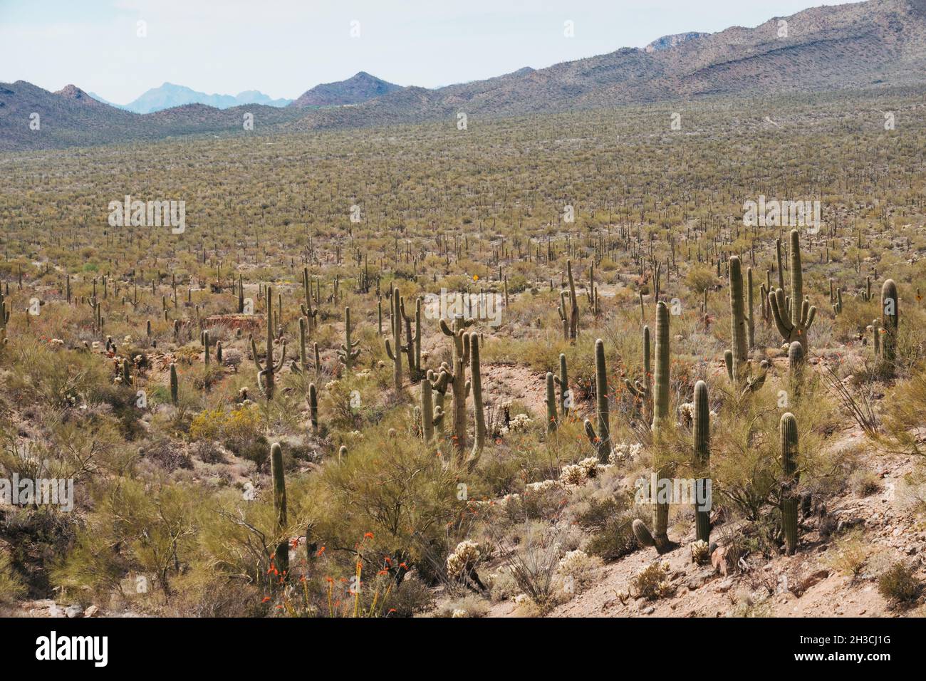 Hiking in Saguaro National Park, Tucson, AZ. Home to the USA's largest ...