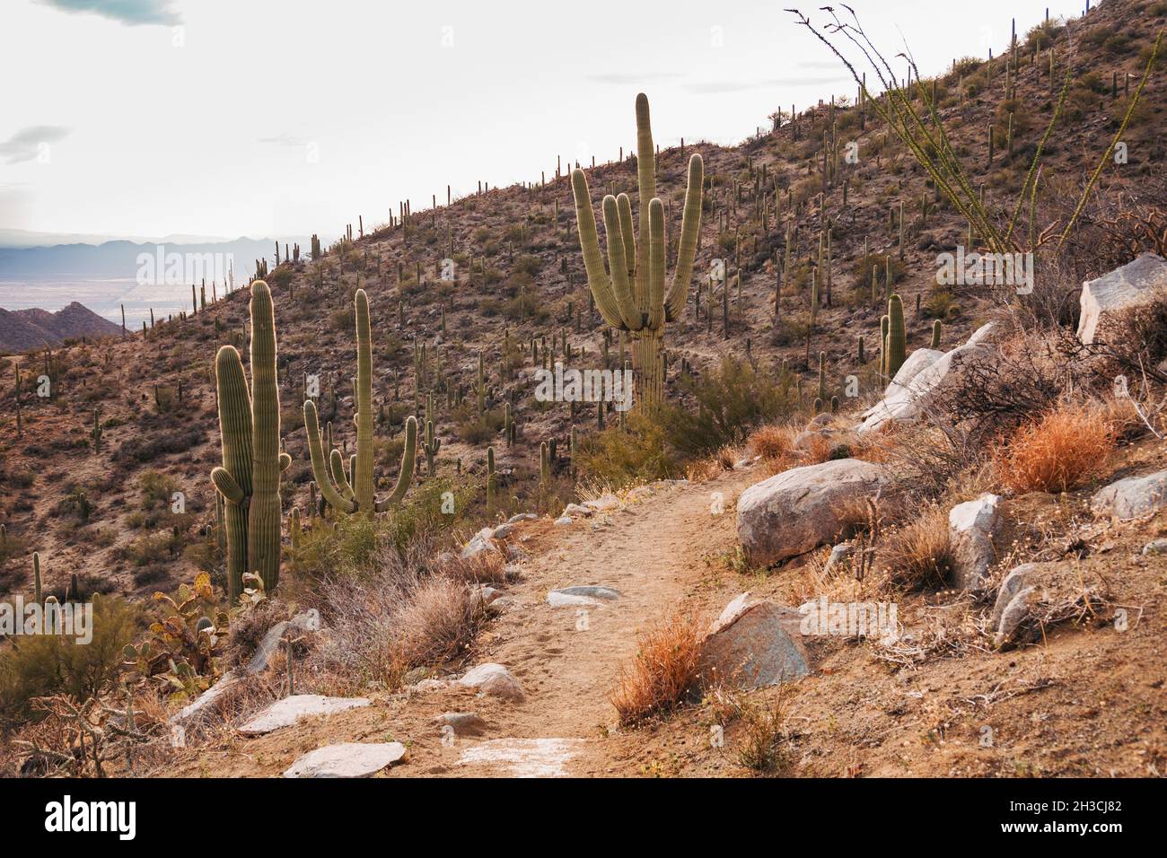 Hiking in Saguaro National Park, Tucson, AZ. Home to the USA's largest ...