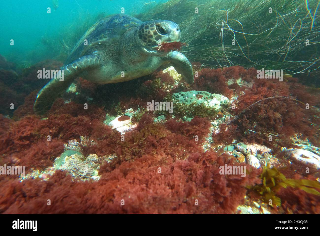 San Diego, California, USA. 20th Oct, 2021. An East Pacific green sea ...